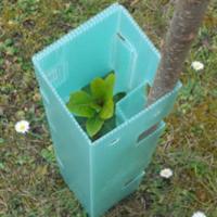 China UV Resistance Corflute Vine Guards for Plant Protection Guard for sale