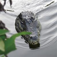 China 2.4ghz Remote Control RC Boat Simulation RC Crocodile Head Army Color for sale