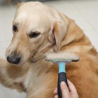 China Top Seller Deshedding Tool Massage Comb Cleaning Slicker Hair Removal Animal Cat Dog Comb Pet Grooming Brush for sale
