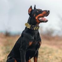 China REPTILES Heavy Duty Nylon Tactical Dog Collar Custom Comfort Adjustable Buckle Pet Collar with Customized Logo for sale