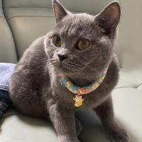 China Cute and Wind Collar Bell Neck Collar Neck Strap Neck Chain Cat Accessories Necklace Cute Cotton and Linen Pet Pendant for sale