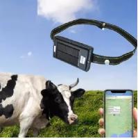 China Long Battery Life 20000mAh Solar Power Collar GPS Tracking for Livestock Cows Waterproof IP67 GPS Tracker 4G Tracker for Cattle for sale