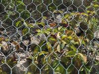 China 60*80mm Pvc Coated Gabion Wire Mesh 6×2×0.3m For Flood Control for sale