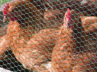 China Galvanized Hexagonal Wire Netting 3feet breeding chicken coop wire mesh for sale
