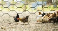 China 12M PVC Galvanized Hexagonal Wire Netting mesh For Poultry Farm for sale