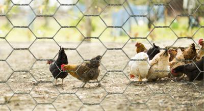China Weaving Hexagonal Wire Netting Hot Dip Galvanized Poultry Netting Fence for sale