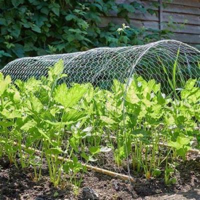 China Garden 1/2'' Hexagonal Wire Netting 12M galvanised chicken wire mesh for sale