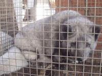 China Breeding Galvanized Welded Steel Wire Mesh 3.0mm Aquaculture Net for sale