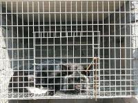 China Breeding Galvanized Welded Steel Wire Mesh 3.0mm Aquaculture Net for sale