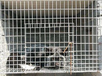 China Breeding Galvanized Welded Steel Wire Mesh 3.0mm Aquaculture Net for sale