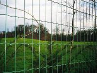 China 14 Gauge Cs Pvc Coated Welded Wire Mesh 2