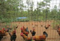China 0.56mm Dia Plastic Coated Welded Wire Mesh 2