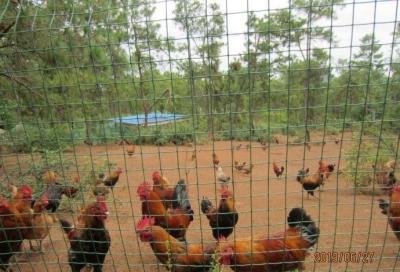 China 0.56mm Dia Plastic Coated Welded Wire Mesh 2