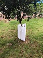 China 3mm Plastic Corrugated PP Hollow Sheet - UV Resistant Tree Guard & Signage Material with Custom Sizes up to 1500mm for sale