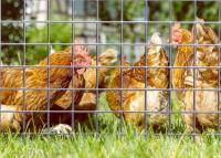 China Electro Galvanized Welded Wire Mesh with 50M Roll Length and 0.5m Width for Animal Enclosures for sale