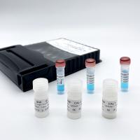 China Chemiluminescence Immunoassay BNP Reagent for POCT Brain Natriuretic Peptide 25 Tests for sale