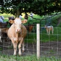 China Wholesale Galvanized Grassland Wire Mesh Fence Cattle / Sheep / Field / Deer Farm Fence for sale