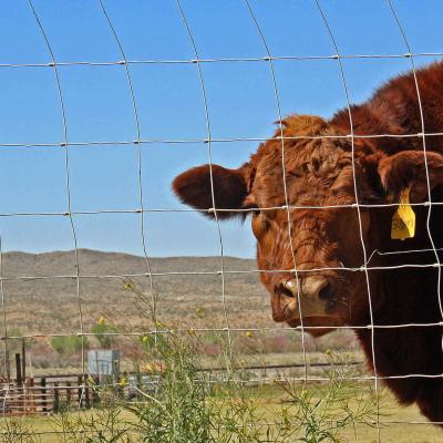 China Anping factory grassland breeding cattle and sheep mesh fence hot-dip galvanized cattle fence for sale