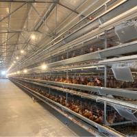 China Large Metal Hen Layer House Battery Cage Run Cheap Chicken Coop for Poultry for sale