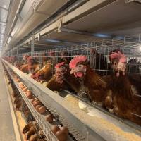 China Large Metal Hen Layer House Battery Cage Run Cheap Chicken Coop for Poultry for sale