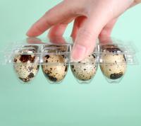 China 12 Egg PET Eco Friendly Egg Packaging Tray With Transparent Display Blister Pack for sale