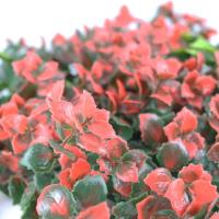 China Decoration Artificial Greenery Encrypted Plastic Flower Wall For Home Decoration for sale