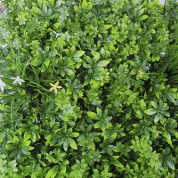 China Multiusage Artificial Boxwood Panels Ecofriendly Plastic Hedge For Indoor for sale