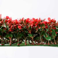 China Outdoor Wedding Artificial Fake Plastic Grass 2x25cm for sale