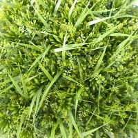 China Supermarket Artificial Grass Wall Decor 25mm 40mm for sale