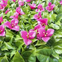 China Exhibition Artificial Green Wall Panels Outdoor PE PP for sale