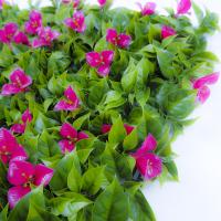 China Exhibition Artificial Green Wall Panels Outdoor PE PP for sale