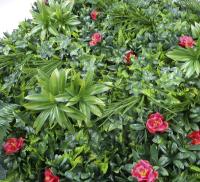 China Wholesale Artificial Boxwood Foliage Garden Hedge Green Wall Panels 42cm Diameter 2.3kg for sale