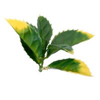 China Synthetic Artificial Grass Wall Panels Boxwood Screening Hedge 2x25 ft PE PP for sale