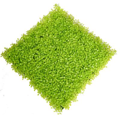 China 20mm Artificial Green Grass Wall PE PP UV Resistant Custom Size for Landscaping for sale