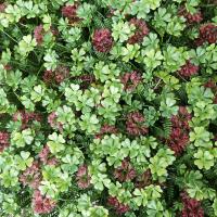 China PE Plastic Greenery Artificial Grass Wall Panels Backdrop 30mm For Indoor Decor for sale