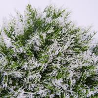 China Anti UV Artificial Green Wall 50x50cm Customizable for Indoor Outdoor Decoration for sale