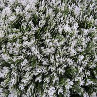 China Anti UV Artificial Green Wall 50x50cm Customizable for Indoor Outdoor Decoration for sale