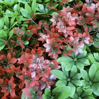 China Artificial Uv Resistant Fire Resistant Plant Wall Panel For House Decoration for sale
