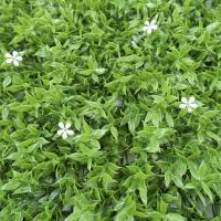 China PE/PP Customized Greenery Artificial Green Wall Use For Market Decoration for sale