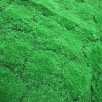 China Indoor Artificial Moss Mat 100x100cm UV Resistant Fake Green Grass Wall Panel for sale
