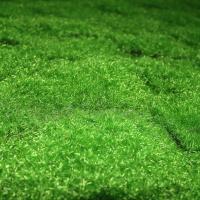 China Indoor Artificial Moss Mat 100x100cm UV Resistant Fake Green Grass Wall Panel for sale