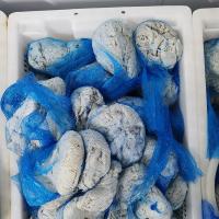China Edible Air Dried Natural Sheep Casings 26mm Fresh Transparent for Sausage Making for sale
