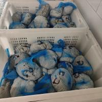 China Natural Salted Sheep Casing 22/24mm 24/26mm No Additives Strong Toughness for Sausage Making for sale