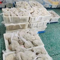 China Grade A Lamb Sausage Casing IOS 9001 Certified No Additive for sale