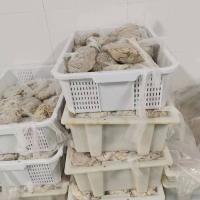 China Natural Sheep Sausage Casing 24mm Edible Dry Casing Good Air Permeability for Sausage Making for sale