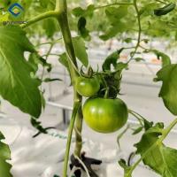 China Waterproof Indoor Tomato Greenhouse Business For Sale  With Hydroponic System Assembly Required Greenhouse for sale
