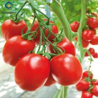 China Agriculture Cherry Tomato Greenhouse Vegetables Greenhouse Anti Corrosion for sale