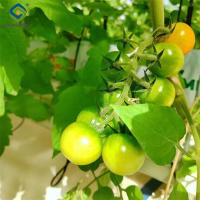 China Steel Frame Garden Tomato Greenhouse Hydroponic Container System Dutch Bucket for sale