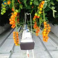 China Single Span Tomato Greenhouse Hydroponics Growing Large Glass Green Houses for sale