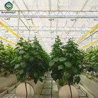 China Galvanized Frame Single Span Tunnel Greenhouse Plastic Shed For  Vegetables for sale